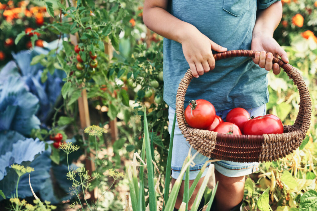 Solawi - Solidarische Landwirtschaft in der Schweiz